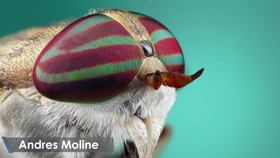 How To Use Any Lens For Macro Photography Fstoppers
