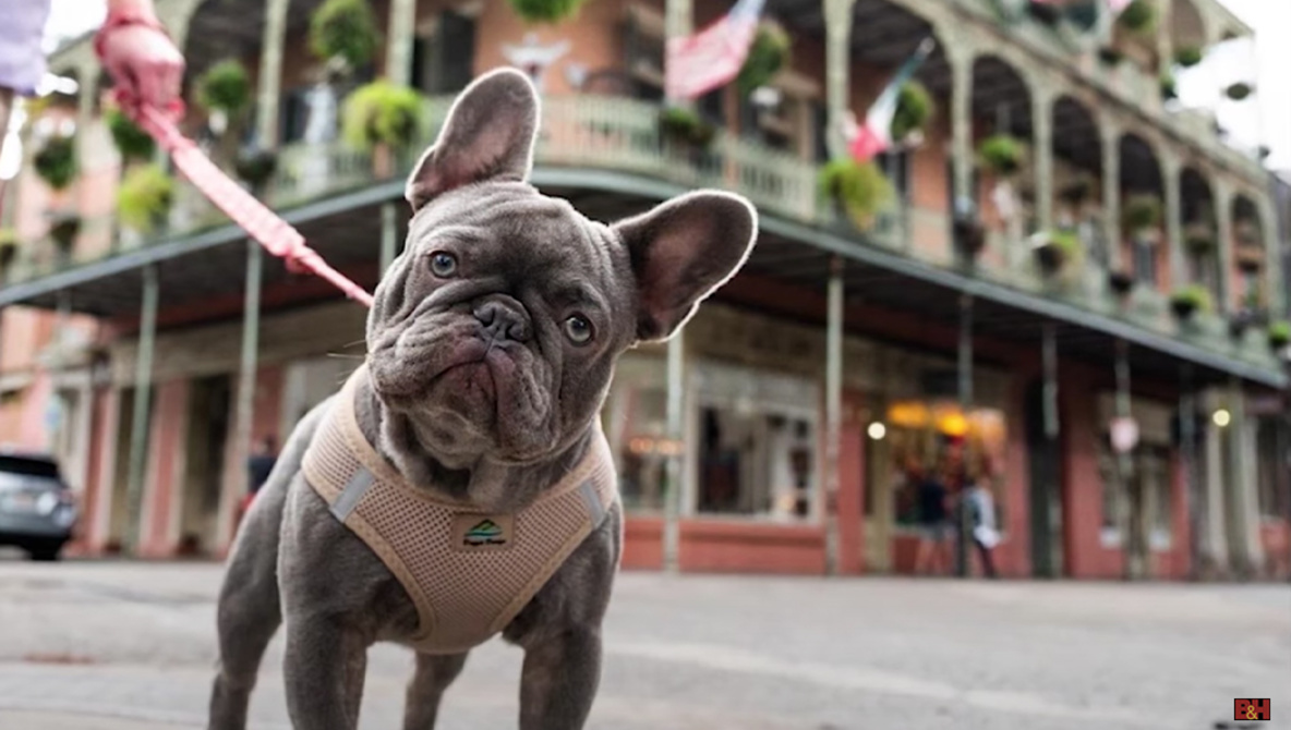 5 Helpful Dog Photography Tips From The Dogist Fstoppers