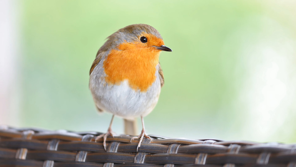 How the Sigma 50-100mm f/1.8 Art Performs on Modern Bodies | Fstoppers