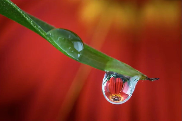 Water Droplets as a Focal Point to Your Macro Photography Images | Fstoppers