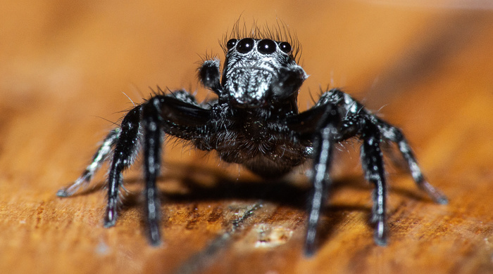 Macro Photography: What You Need to Know for Photographing the Smallest ...