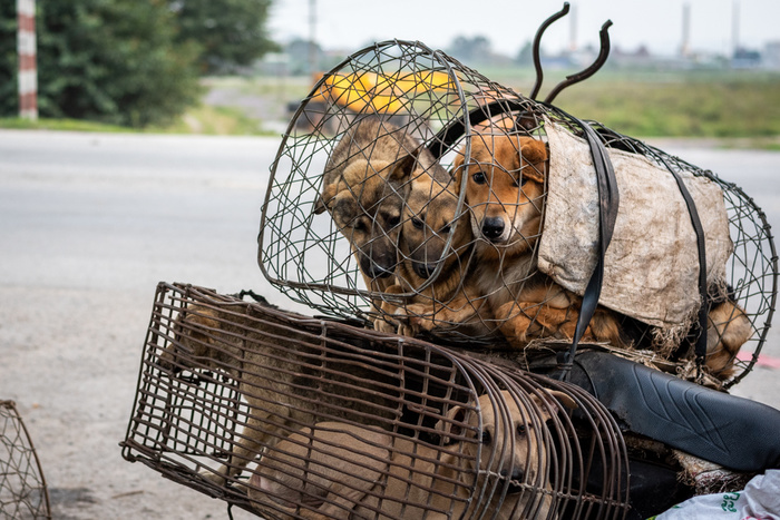 Photojournalist’s Work Shines a Light on the Suffering and Abuse of ...