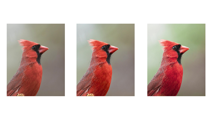 Helpful Tips and Tricks for Editing Bird Photos in Lightroom