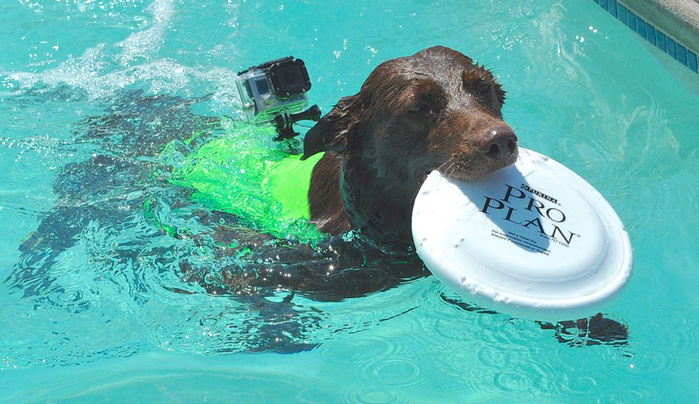 How to Strap a GoPro to Your Dog and Capture Their Antics | Fstoppers