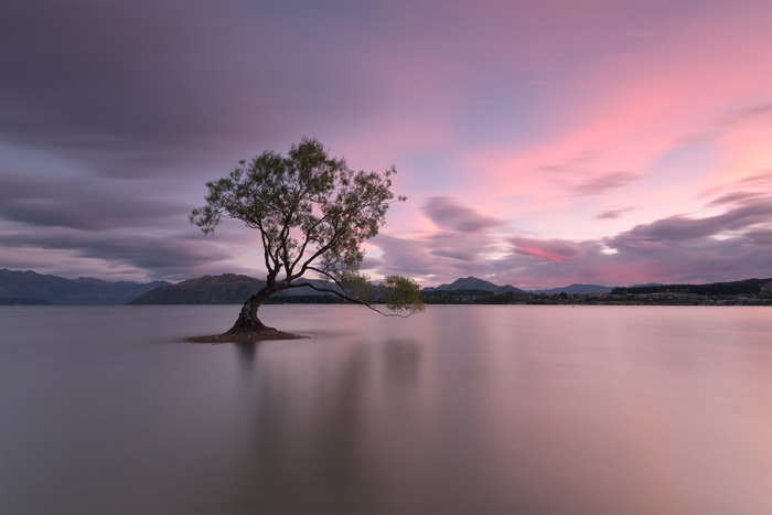 Photographing The Most Famous Tree In New Zealand P.T.W. BTS Ep 7 ...