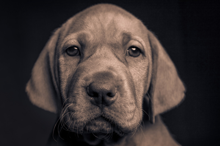 How To Photograph A Puppy In The Studio | Fstoppers