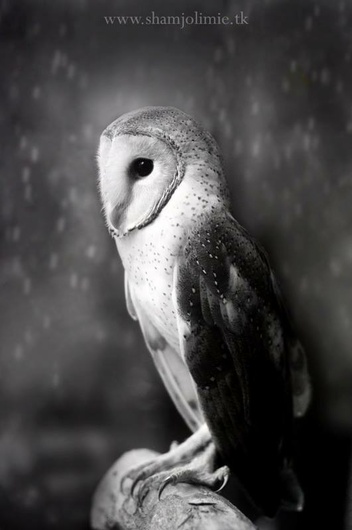 Mauritian Photographer Shamma Esoof With Her Astonishing, Sad Owl ...