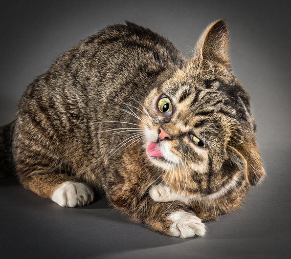Hilarious Cat Pictures Portray the Ugliest Cats Ever | Fstoppers