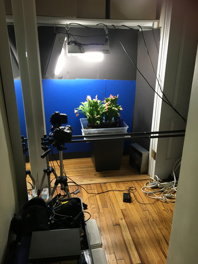 The Most Beautiful Flower Bloom Time-Lapse You'll Probably Ever See and ...