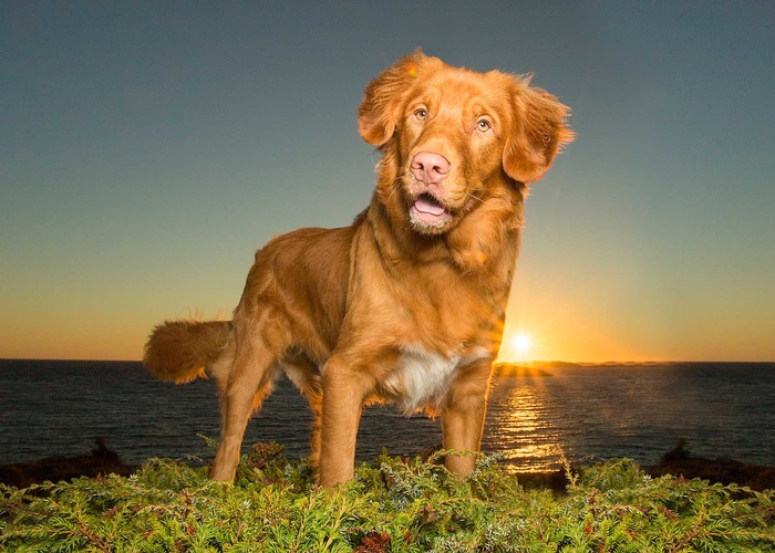 How to Create Stunning Dog Portraits at Sunset | Fstoppers