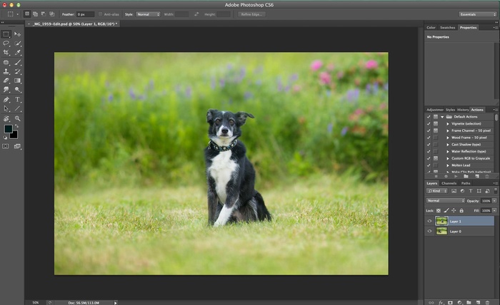 A Simple Compositing Technique for Creating Group Photos of Dogs ...