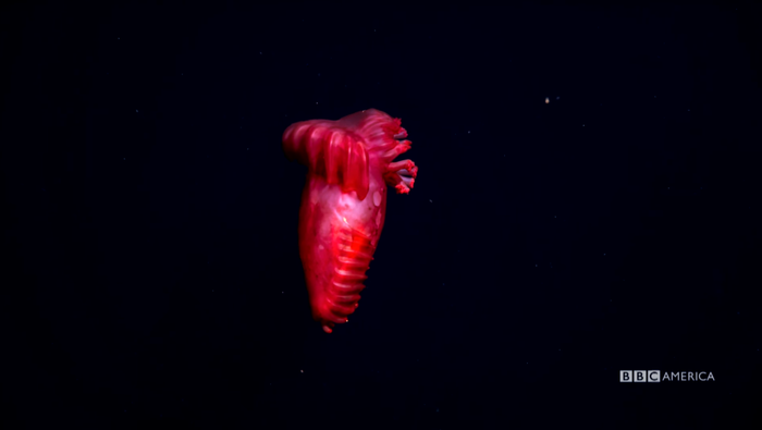 BBC, Radiohead, and Hans Zimmer Team Up in Amazing Trailer for 'Blue ...