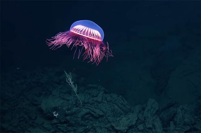 Meet the Rare Jellyfish Filmed 4,000 ft. Underwater, Resembling an ...