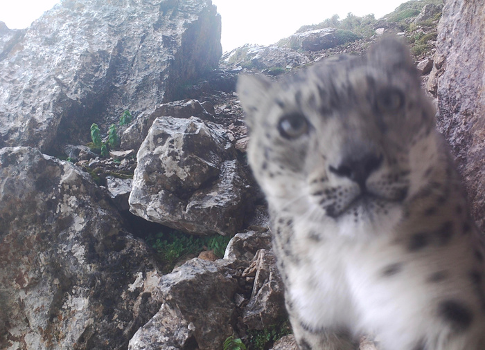 Elusive Snow Leopard Shoots Purrfect Selfies | Fstoppers