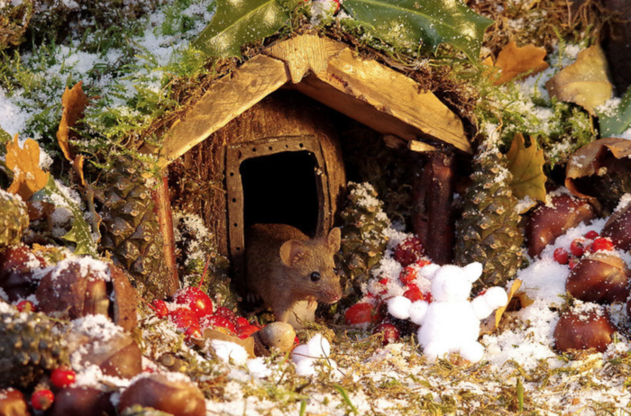 Photographer Documents Mice Living in his Garden After Constructing ...