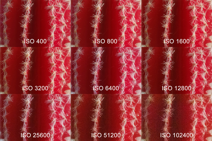 Do You Know the Maximum Acceptable ISO Value for Your Camera? | Fstoppers