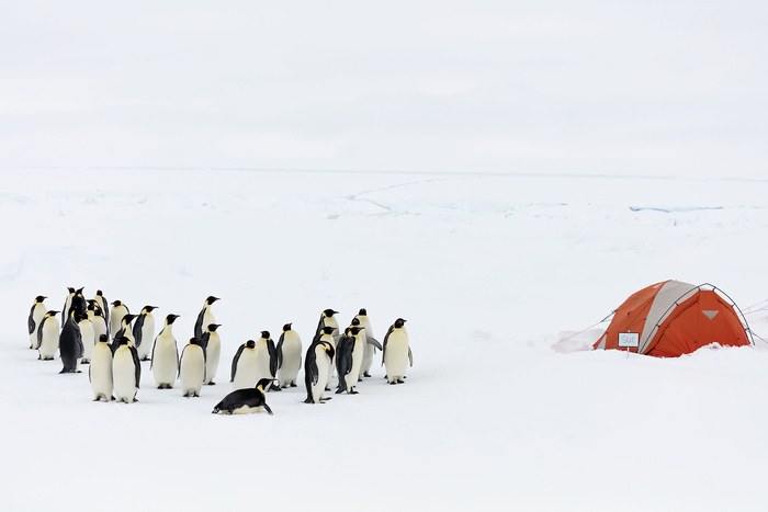 The Photographer Who's Spent a Decade Documenting Emperor Penguins in ...