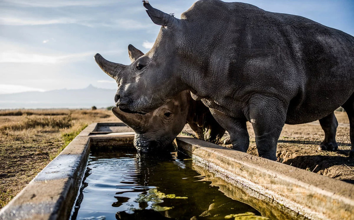 Before Their Extinction, See The Last Two Northern White Rhinos on ...