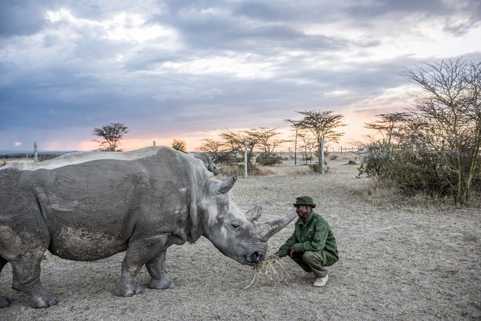 Before Their Extinction, See The Last Two Northern White Rhinos on ...