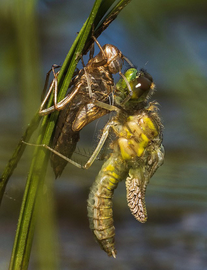 Photographer Laid in Bog for Three Hours to Capture Dragonfly Shedding ...