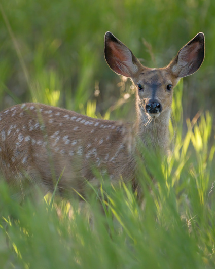 Why I Bought the Sony a7R IV for Wildlife Photography | Fstoppers