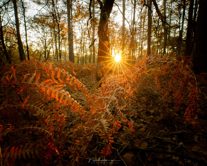 Playing With Focal Length and Manipulating the Background Without ...