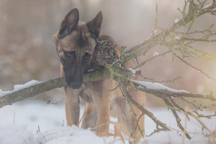 The Incredible Photo Series Documenting the Unlikely Friendship Between ...