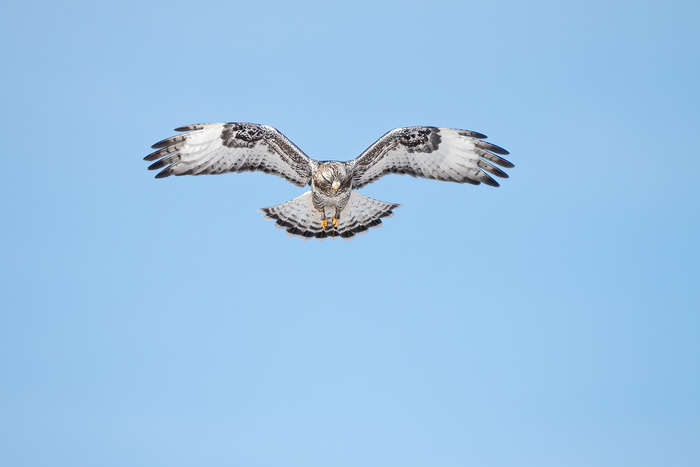 Photographing Hawks With the Sony a7R IV and 200-600mm Lens | Fstoppers