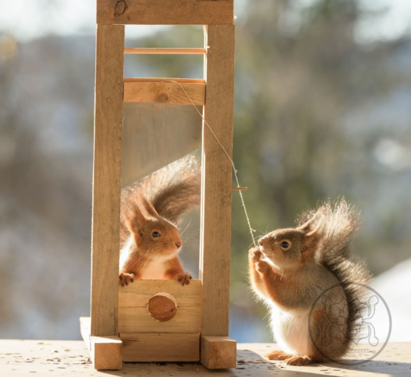This Photographer Has Spent Over Six Years Capturing Squirrels Doing ...