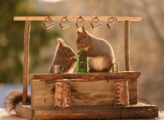 This Photographer Has Spent Over Six Years Capturing Squirrels Doing ...