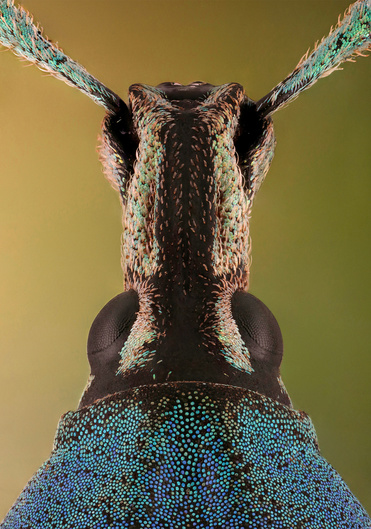 Photographer Turns His Fear of Bugs Into Passion for Shooting World's ...