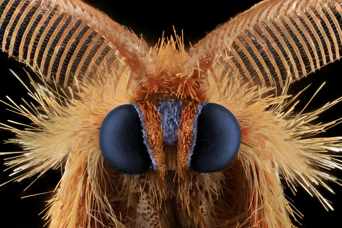 Photographer Turns His Fear of Bugs Into Passion for Shooting World's ...
