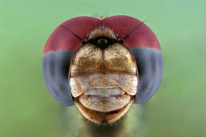 Photographer Turns His Fear of Bugs Into Passion for Shooting World's ...