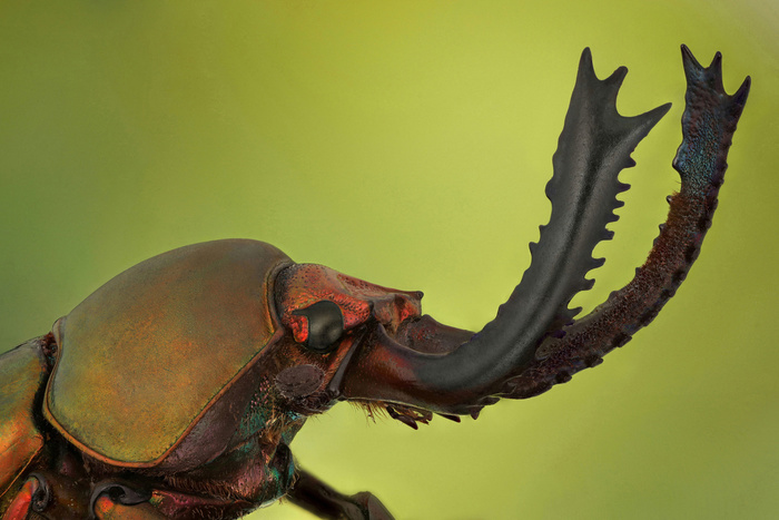 Fstoppers Interviews a Renowned Insect Photographer With a Phobia of ...