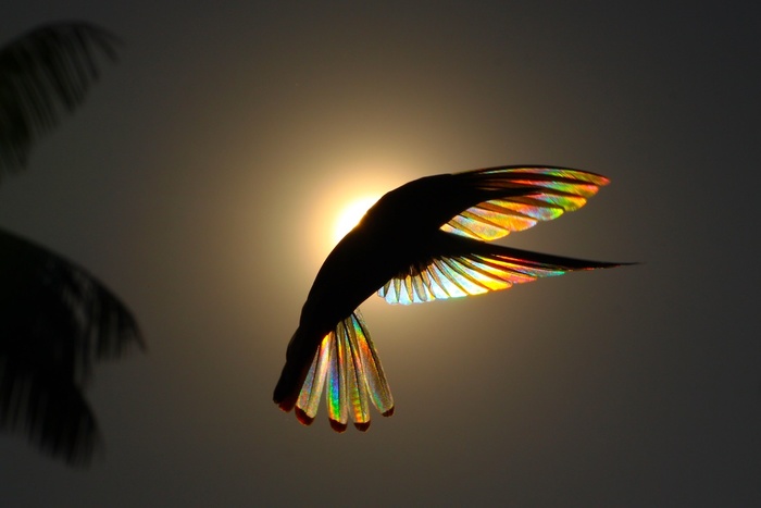 Photographer Catches the Rainbow-Prism Effect of Sunlight Passing ...