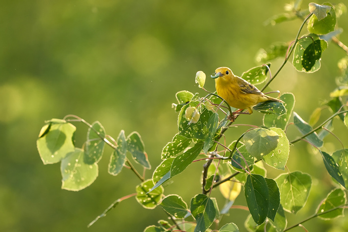 The New Frontier of Wildlife Photography | Fstoppers