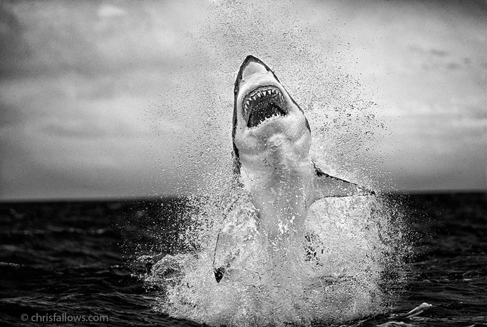 A Wildlife Photographer Captured the Moment a Great White Shark Shot 12 ...