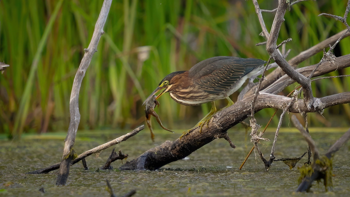 Filming and Editing a Cinematic Wildlife Video | Fstoppers