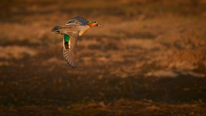 Tips for Filming Wildlife With Sony Alpha Cameras | Fstoppers