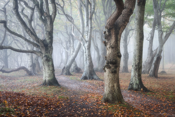 Seven Steps to Master Forest Photography | Fstoppers