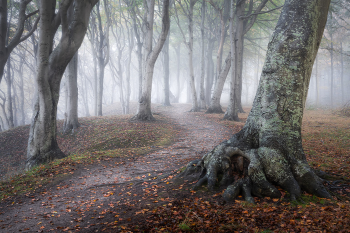 Seven Steps to Master Forest Photography | Fstoppers