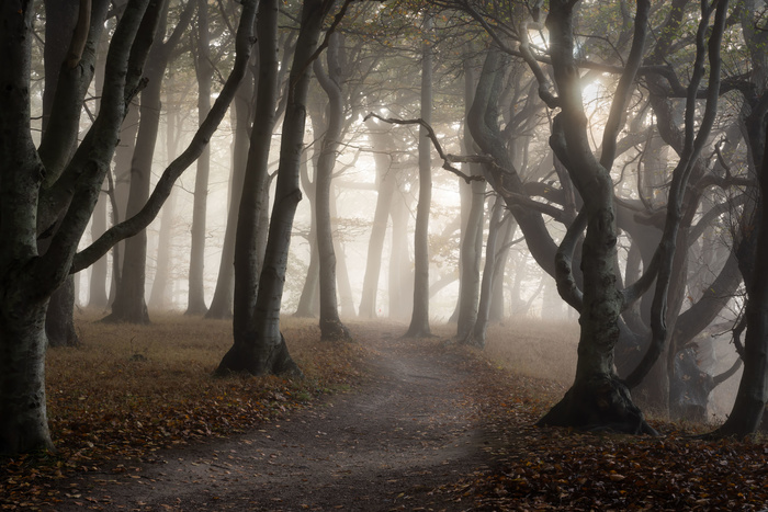 Seven Steps to Master Forest Photography | Fstoppers