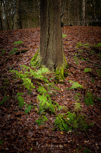 The Orientation of a Landscape Photo: Why Vertical Is Sometimes Better ...
