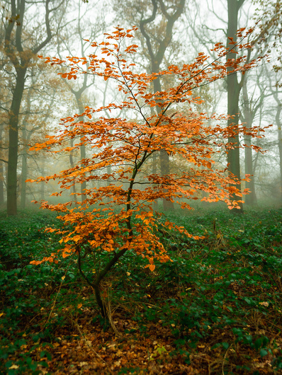What the Fog? 7 Tips for Moody Photographs | Fstoppers