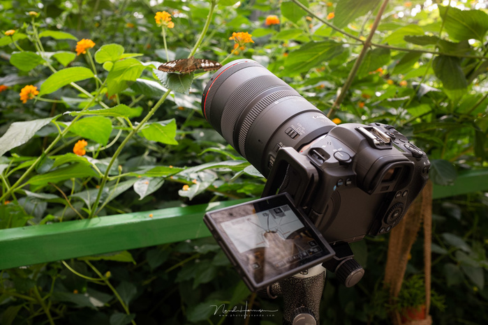 Review of the Canon RF 100mm f/2.8L IS USM Macro Lens | Fstoppers