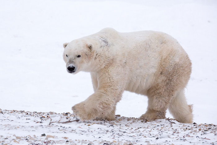Tips for Photographing the World's Largest Land Predator in the Arctic ...