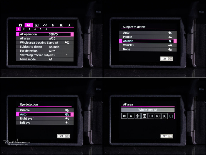 We Review the Canon EOS R8 Mirrorless Full Frame Camera | Fstoppers