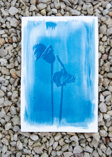 Cyanotype Printing: Is It Photography, and How Do You Do It? | Fstoppers