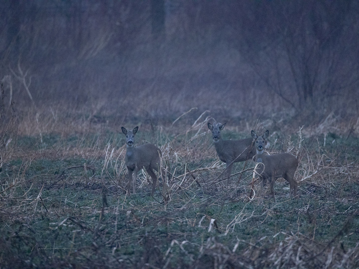 Review of the Canon RF 200-800mm f/6.3-9 IS USM | Fstoppers