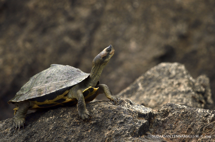 Indian roofed turtle - Sudarsan Yennamalli M. on Fstoppers